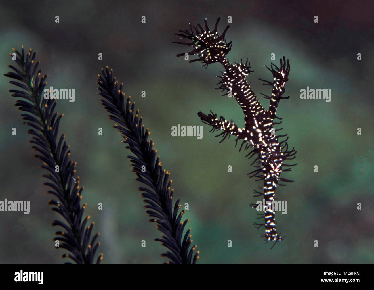 Ghost Pipefishes (Solenostomus paradoxus) in the Celebes sea, Sipadan ...