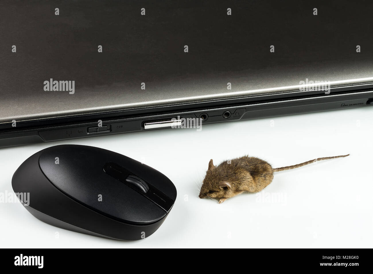 Rat and computer mouse hi-res stock photography and images - Alamy