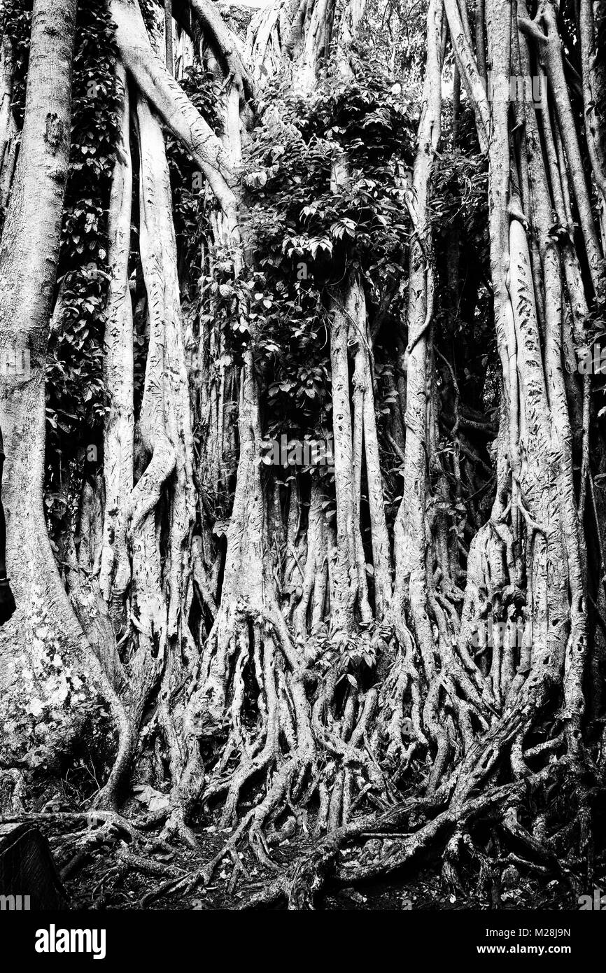 Ficus in Ghanaian forest Stock Photo - Alamy