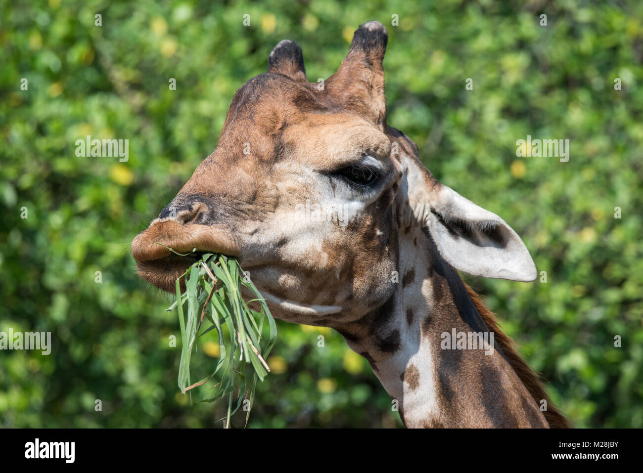 giraffe eat grass close up at head Stock Photo - Alamy