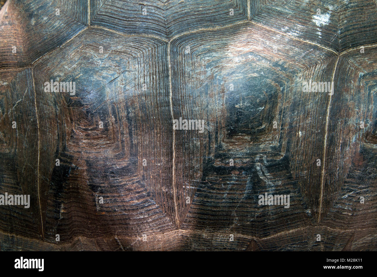 Close up turtle shell texture detail Stock Photo - Alamy