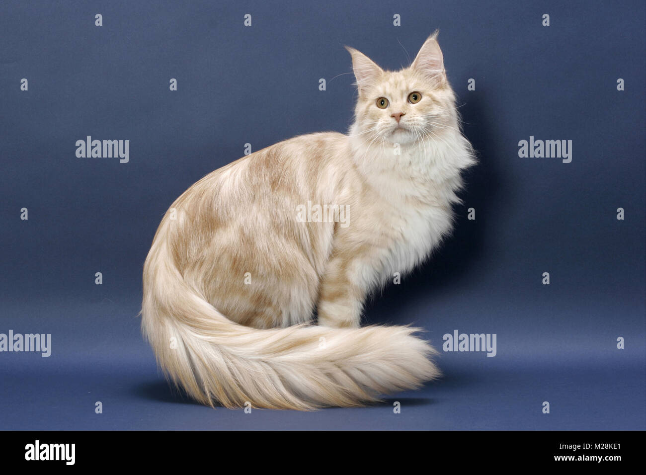 Maine Coon cat, Cream Silver Classic Tabby colour Stock Photo - Alamy