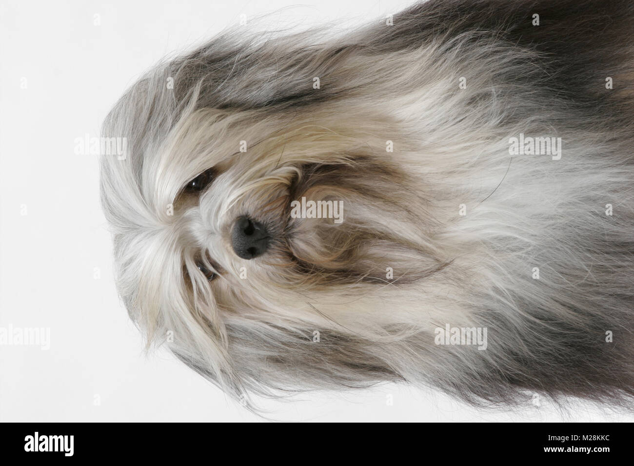 Lowchen hi-res stock photography and images - Alamy