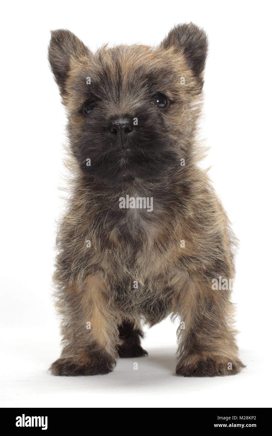 Cairn Terrier puppy, front view Stock Photo - Alamy