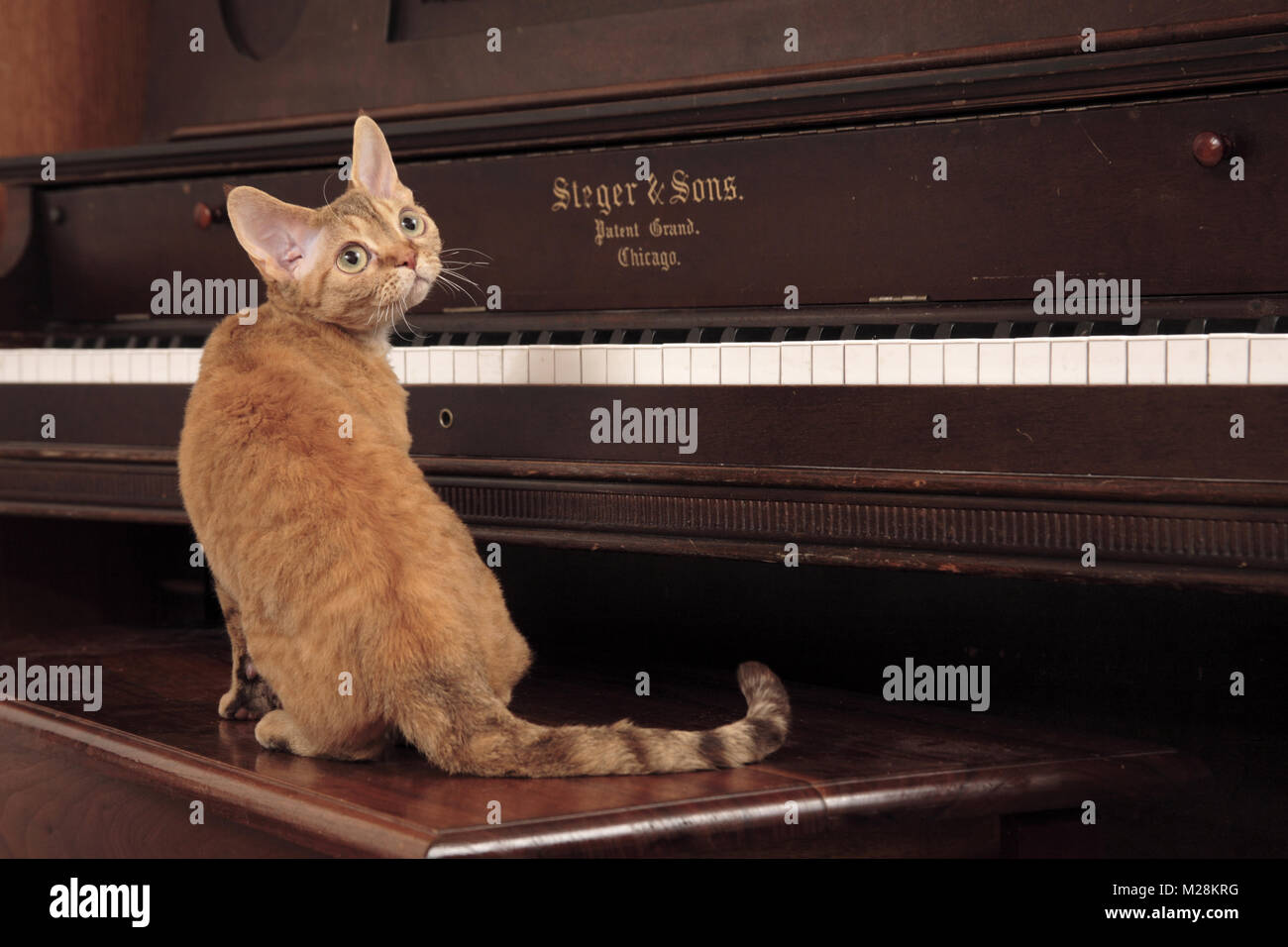 Rex piano hi-res stock photography and images - Alamy