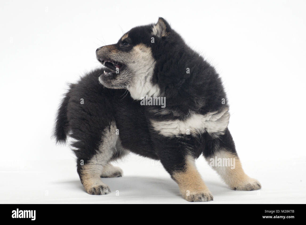 black and tan coloured Shiba Inu puppy Stock Photo - Alamy