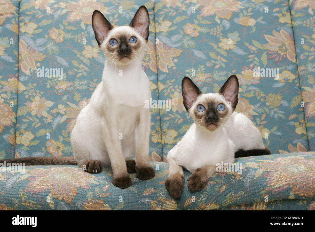 two seal point Siamese cats on a sofa Stock Photo - Alamy