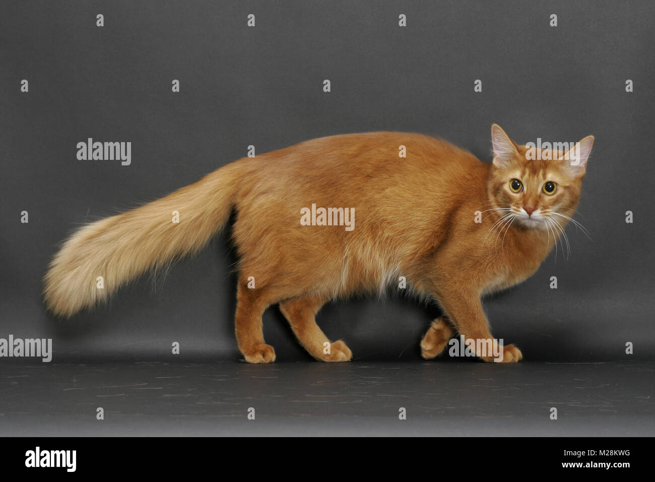 sorrel somali cat, side view Stock Photo - Alamy