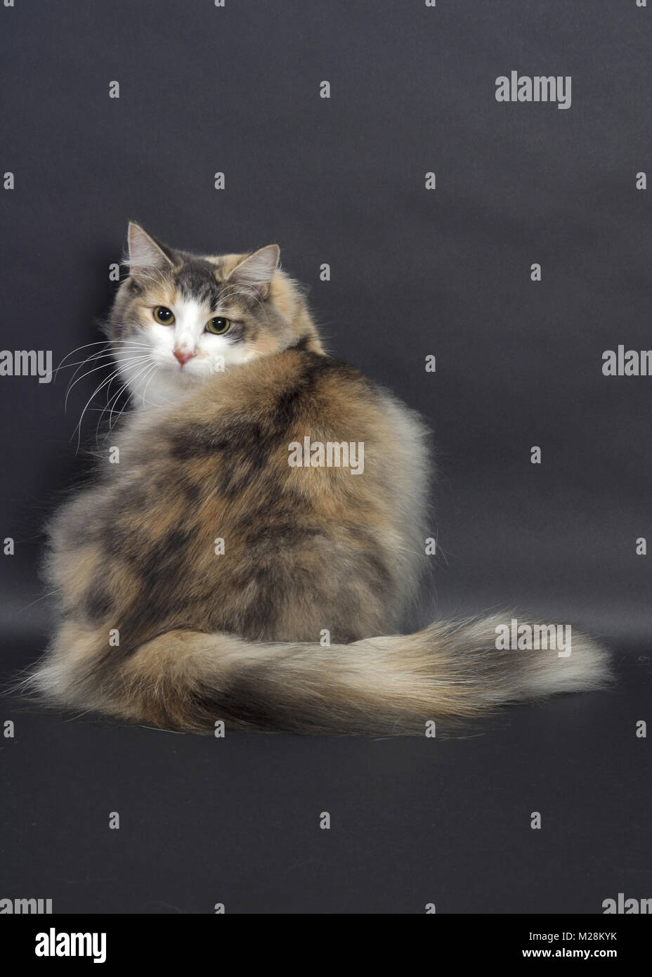 Blue torbie white hi-res stock photography and images - Alamy