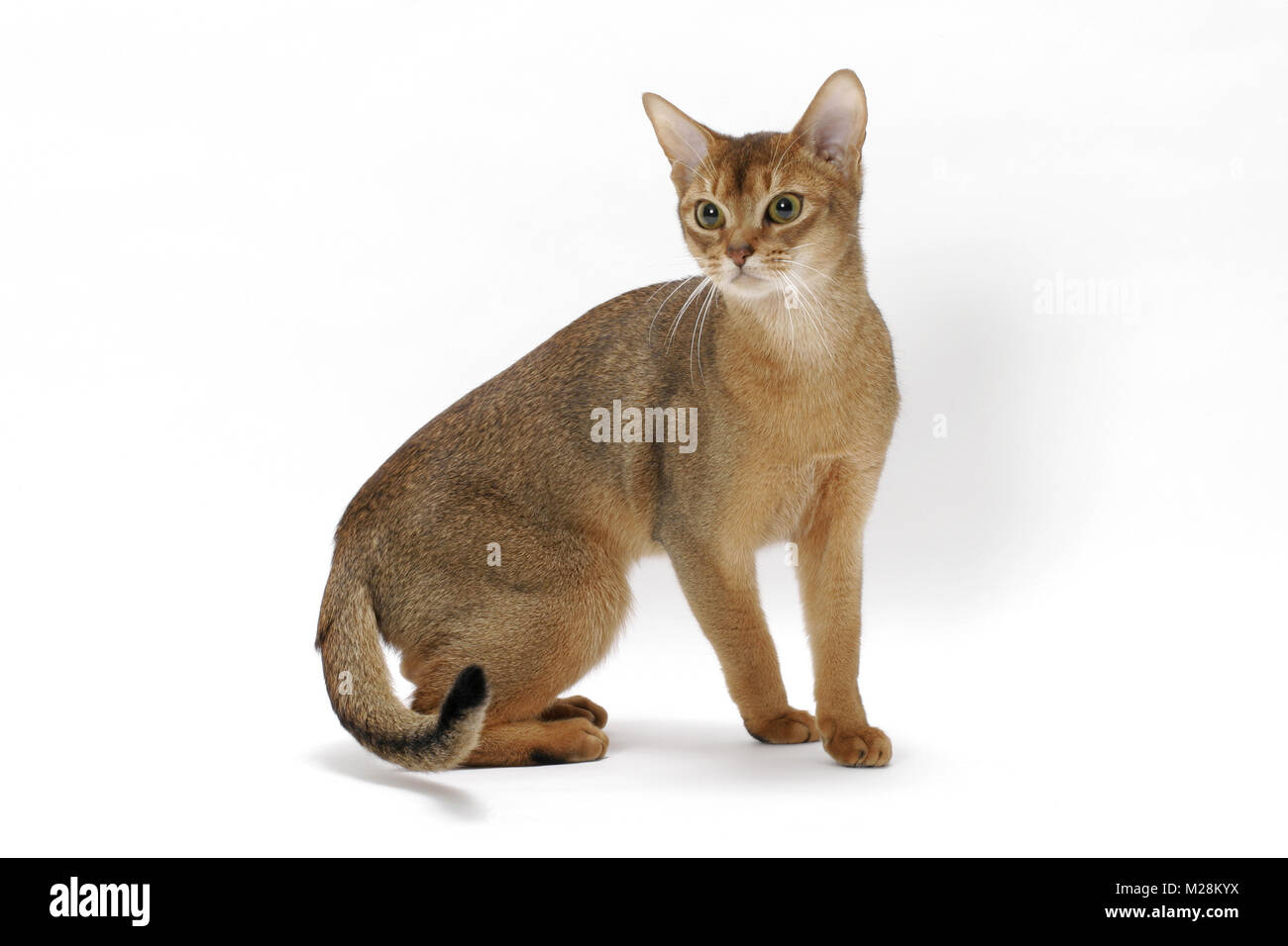 Tetsu yamazaki hi-res stock photography and images - Alamy