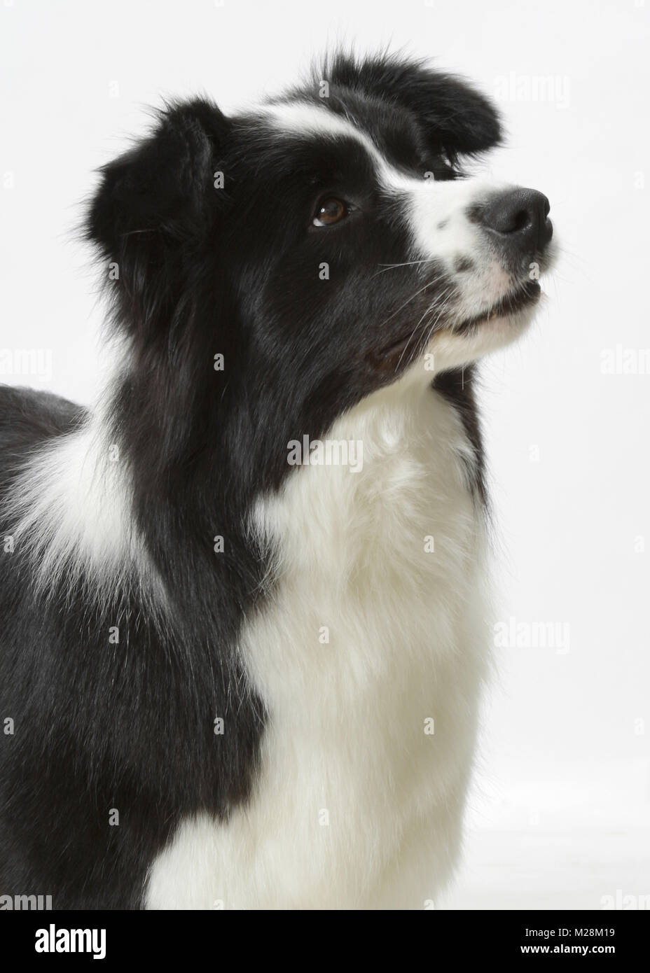 Australian Champion black and white Border Collie Stock Photo - Alamy