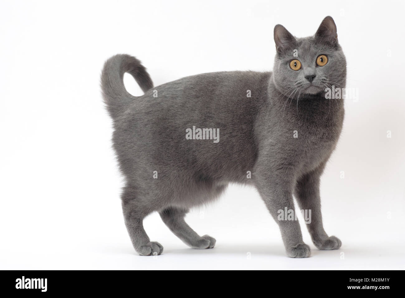 Chartreux cat on white background Stock Photo - Alamy