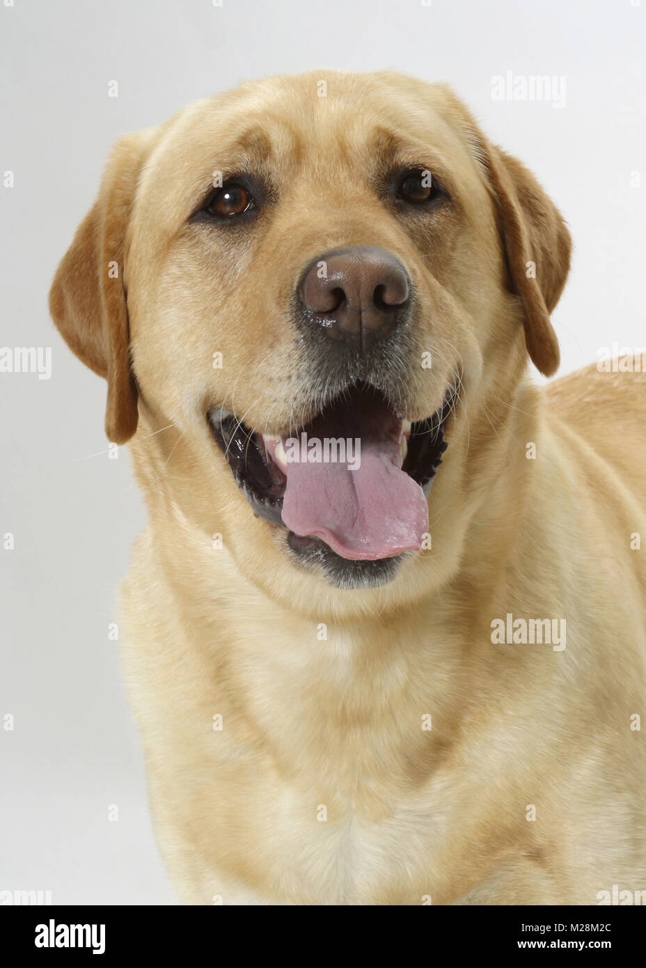Australian Champion yellow Labrador, portrait Stock Photo - Alamy