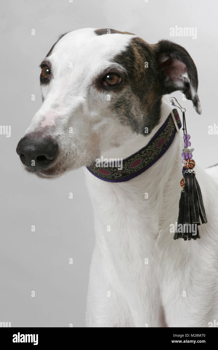 white and brindle Greyhound, australian champion and finnish champion ...