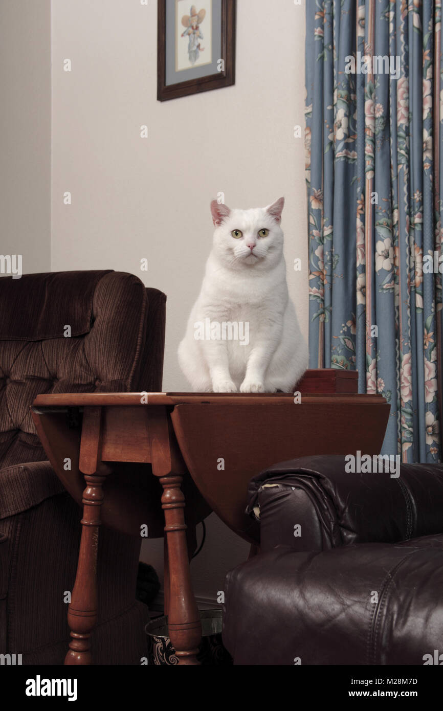 white Manx cat at home Stock Photo - Alamy