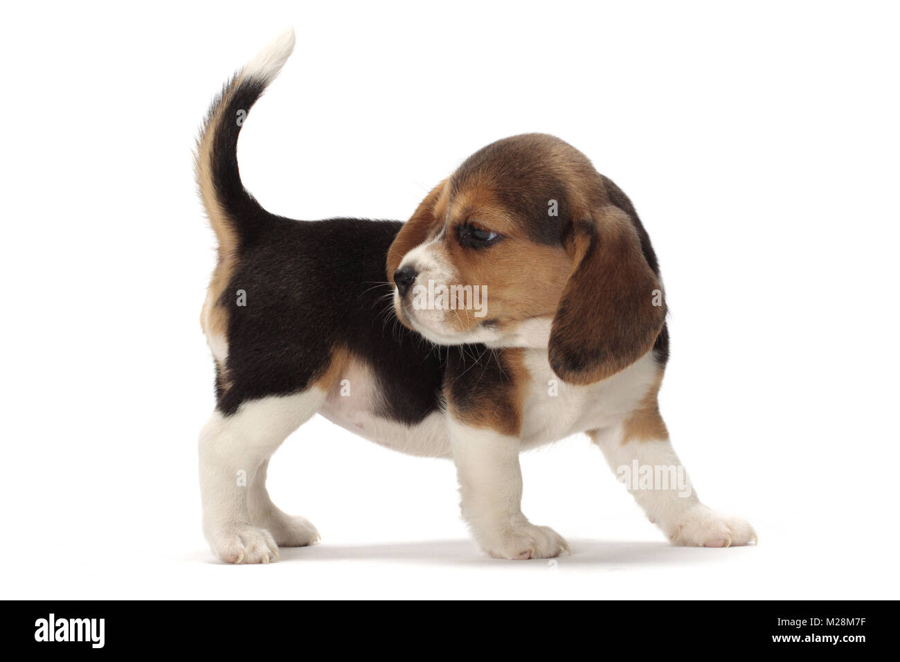 tri-coloured Beagle puppy on white background Stock Photo - Alamy