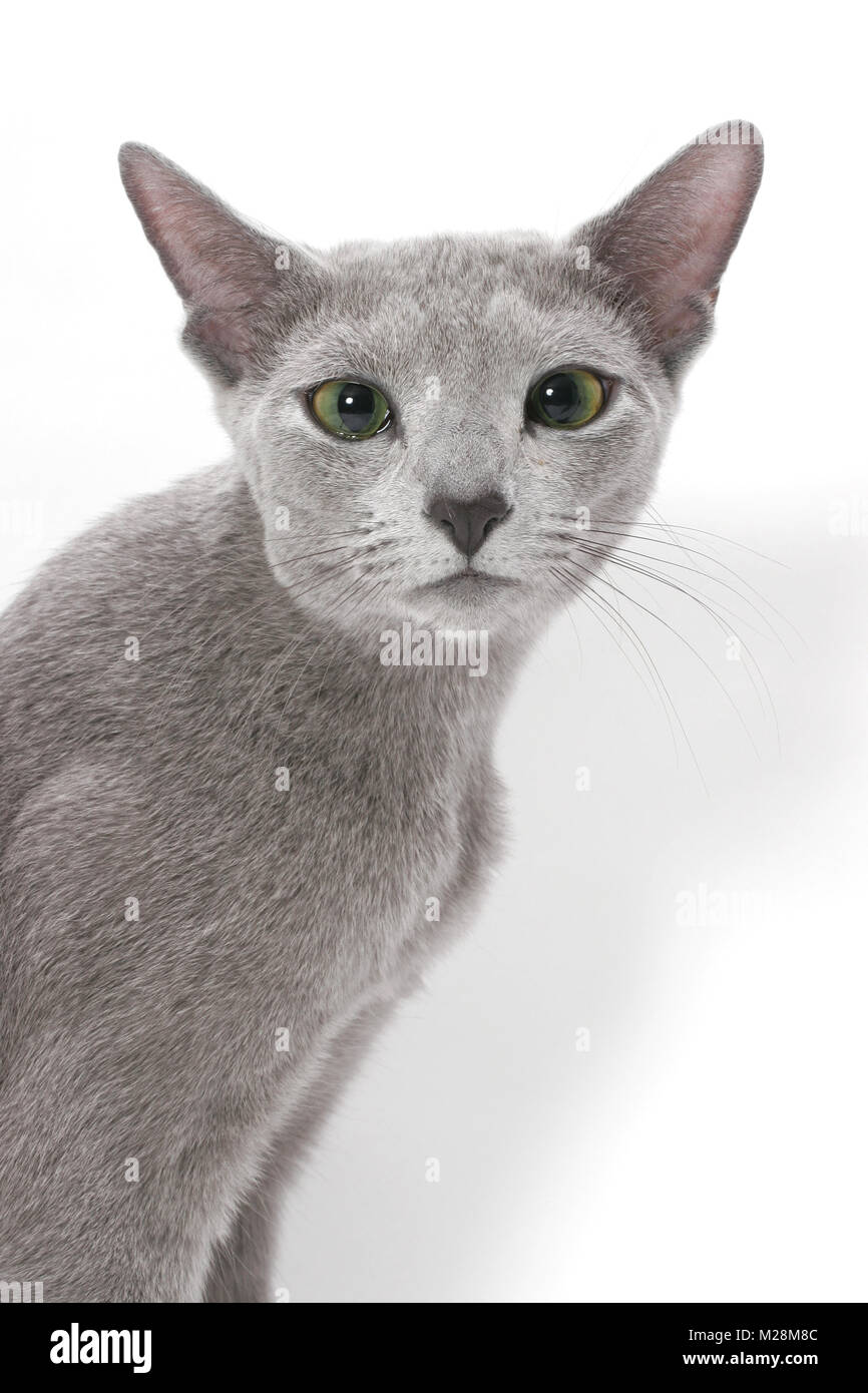 Russian Blue head study Stock Photo - Alamy