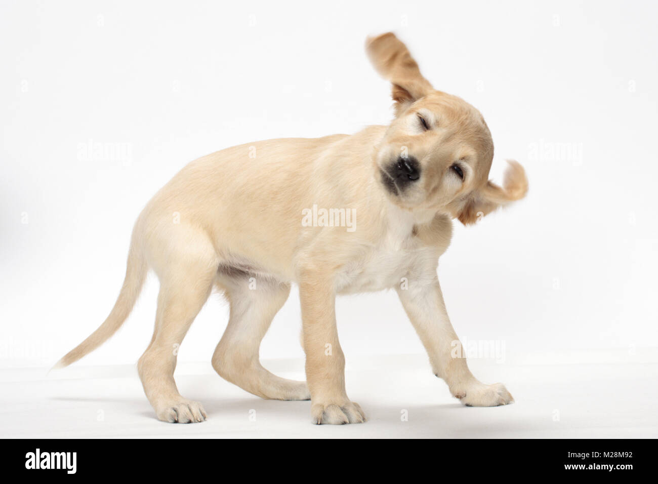 Saluki puppy shaking Stock Photo - Alamy