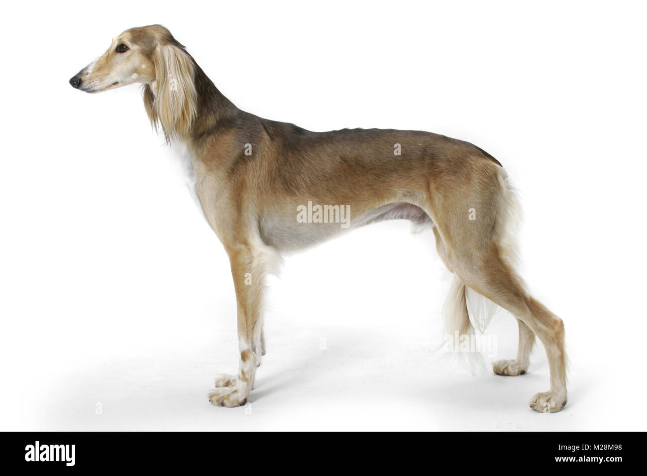 Asutralian Champion Saluki, posed Stock Photo - Alamy