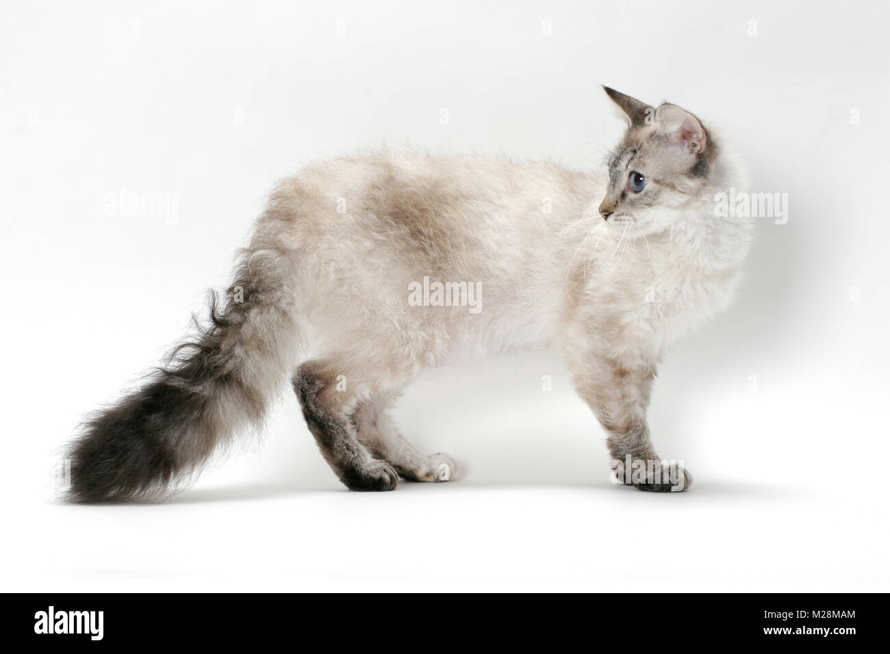 Laperm cat, Seal Tortie Lynx Point coloured, looking back Stock Photo ...