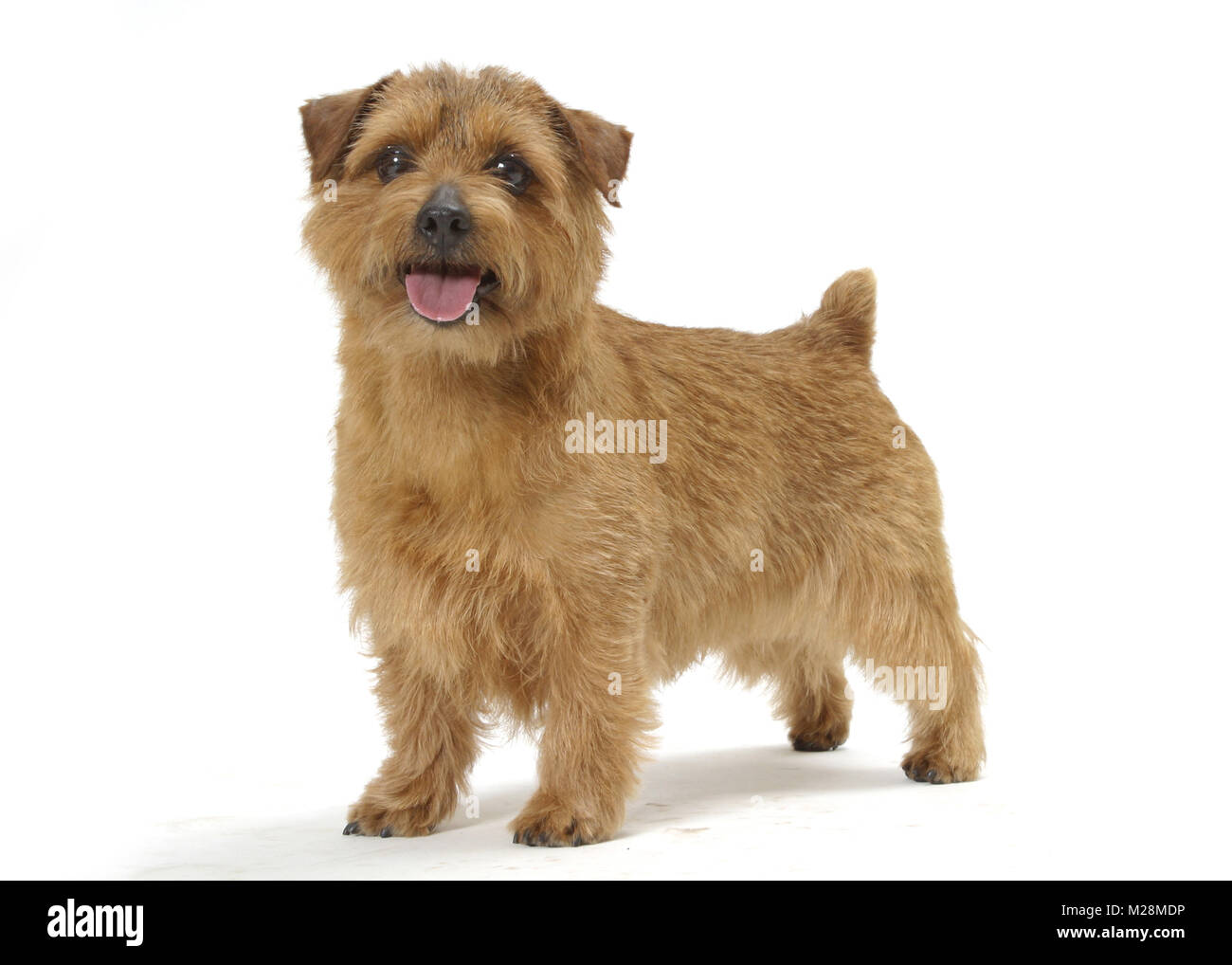 INT.NWY.SWD.DAN.FIN.NOR.Australian Champion Norfolk Terrier in studio ...