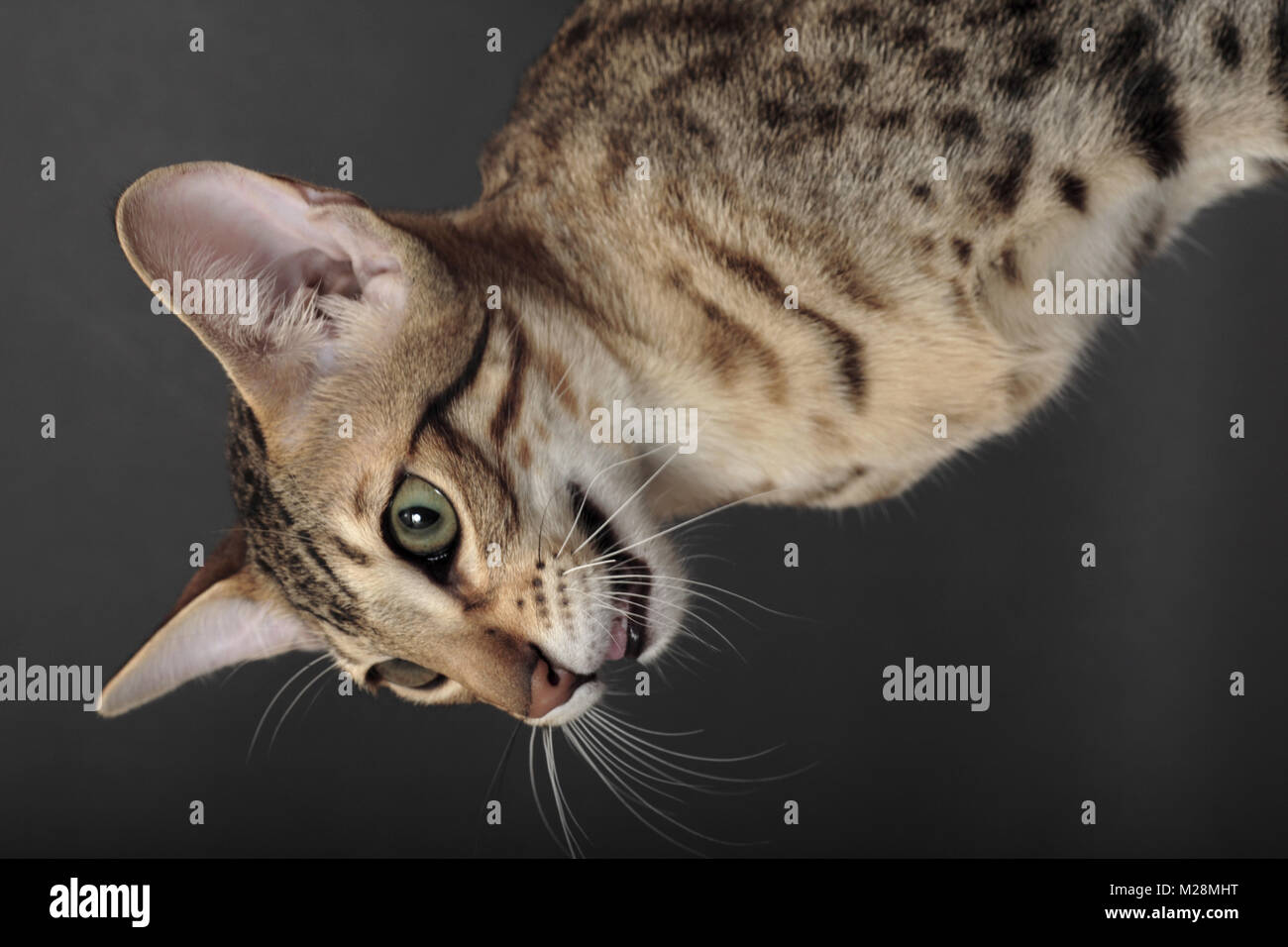 Male cat with tabby markings hi-res stock photography and images - Alamy