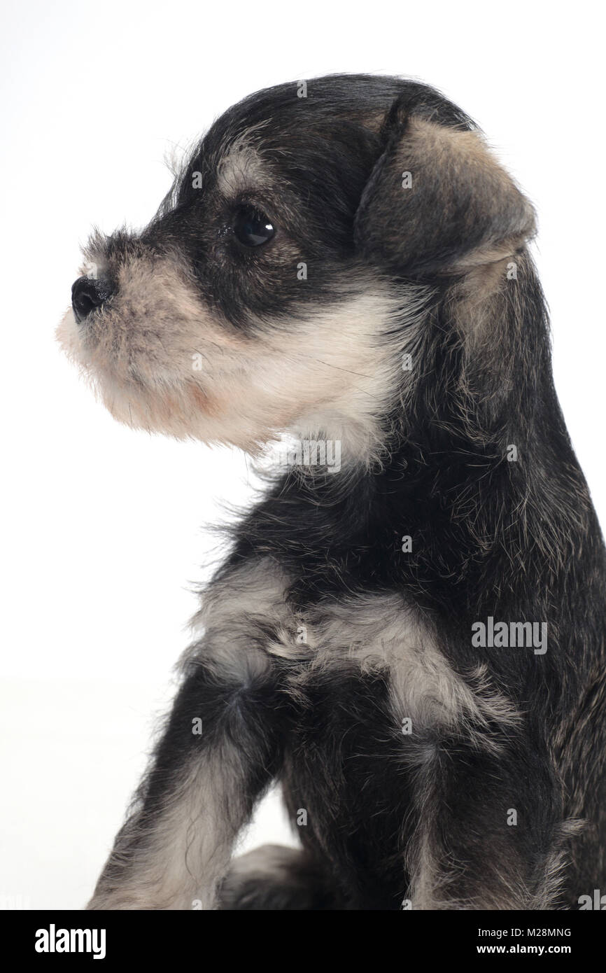 Miniature Schnauzer puppy portrait Stock Photo - Alamy