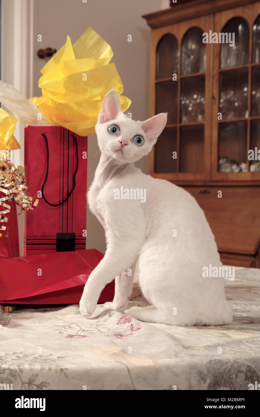 white Devon Rex Stock Photo - Alamy