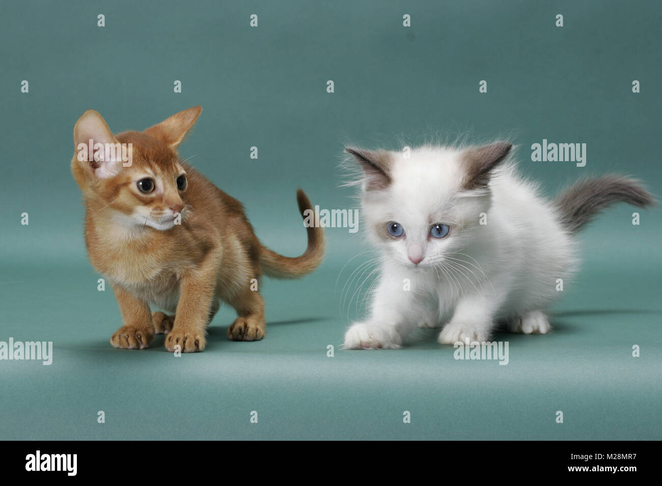 Sorrel (Red) Abyssinian kitten and Ragdoll kitten crouching down Stock ...