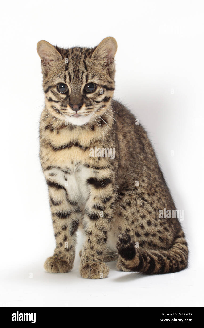 Geoffroy's cat sitting on white background, Golden Spotted Tabby Stock ...