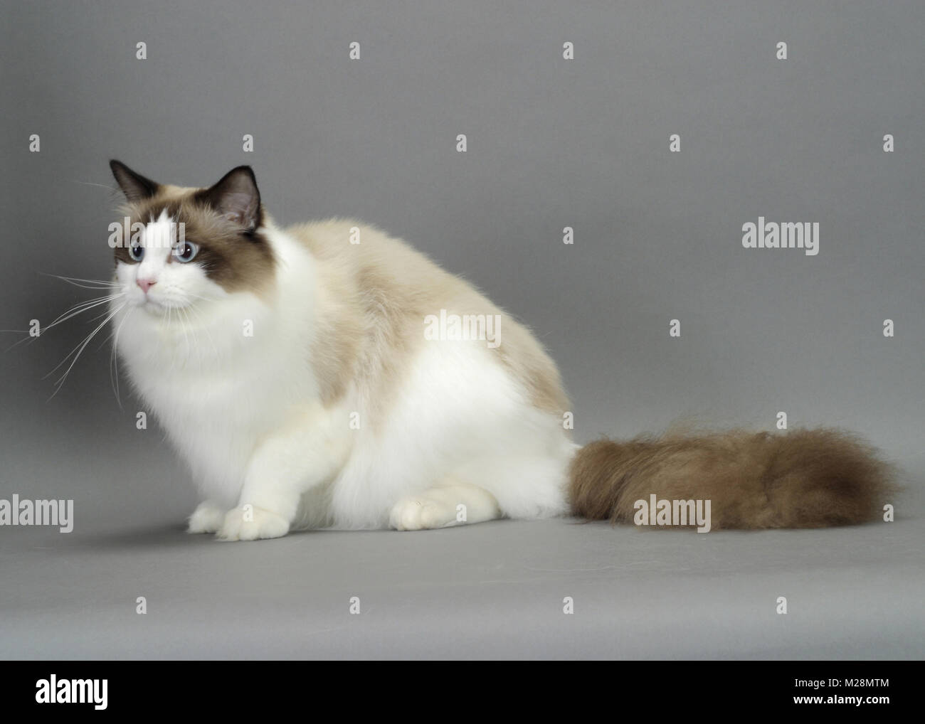 Seal Point Bi-Color Ragdoll, on grey background Stock Photo - Alamy