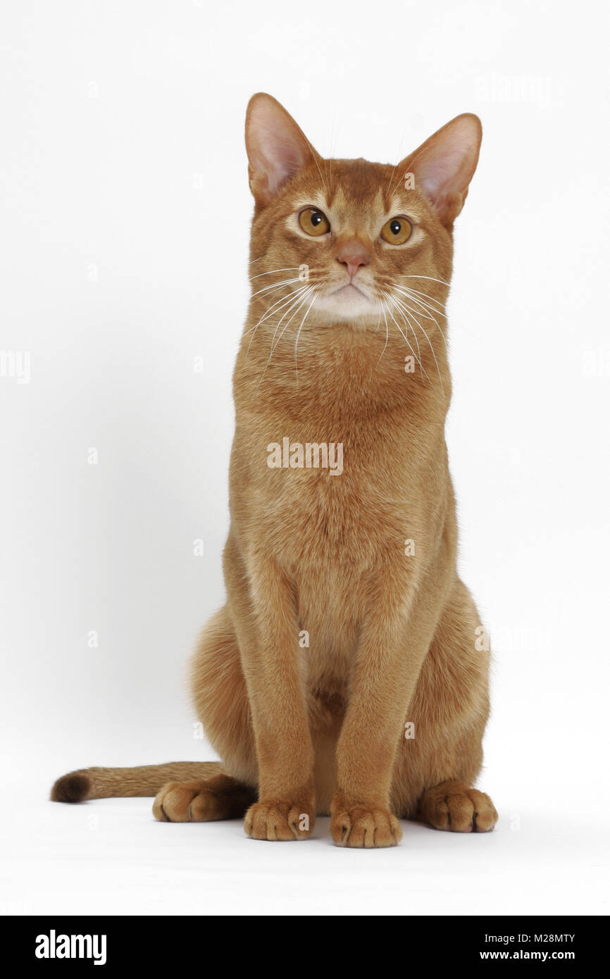 sorrel Abyssinian on white background, front view Stock Photo - Alamy
