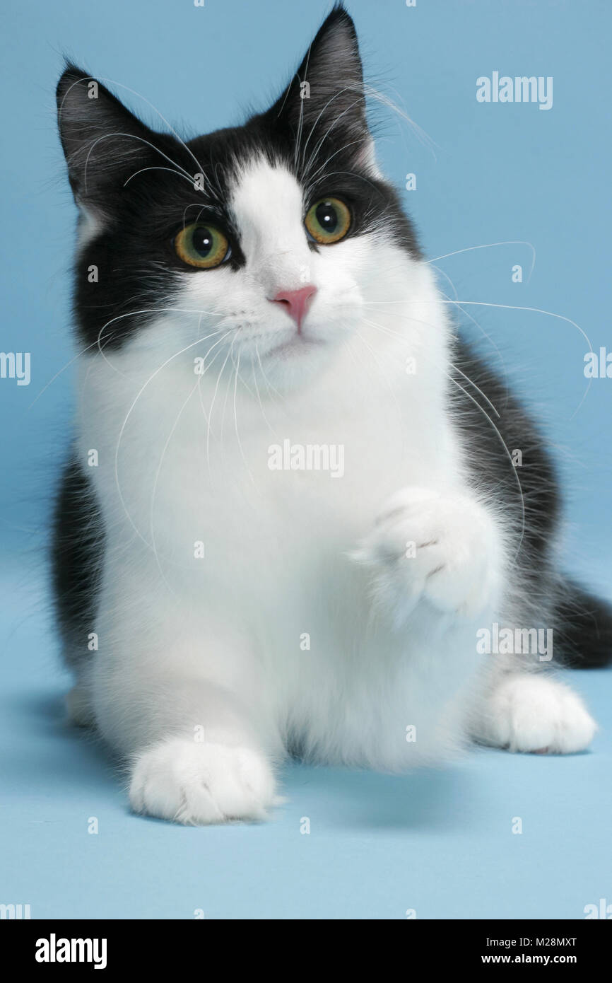 black and white Norwegian Forest cat, one leg up Stock Photo - Alamy