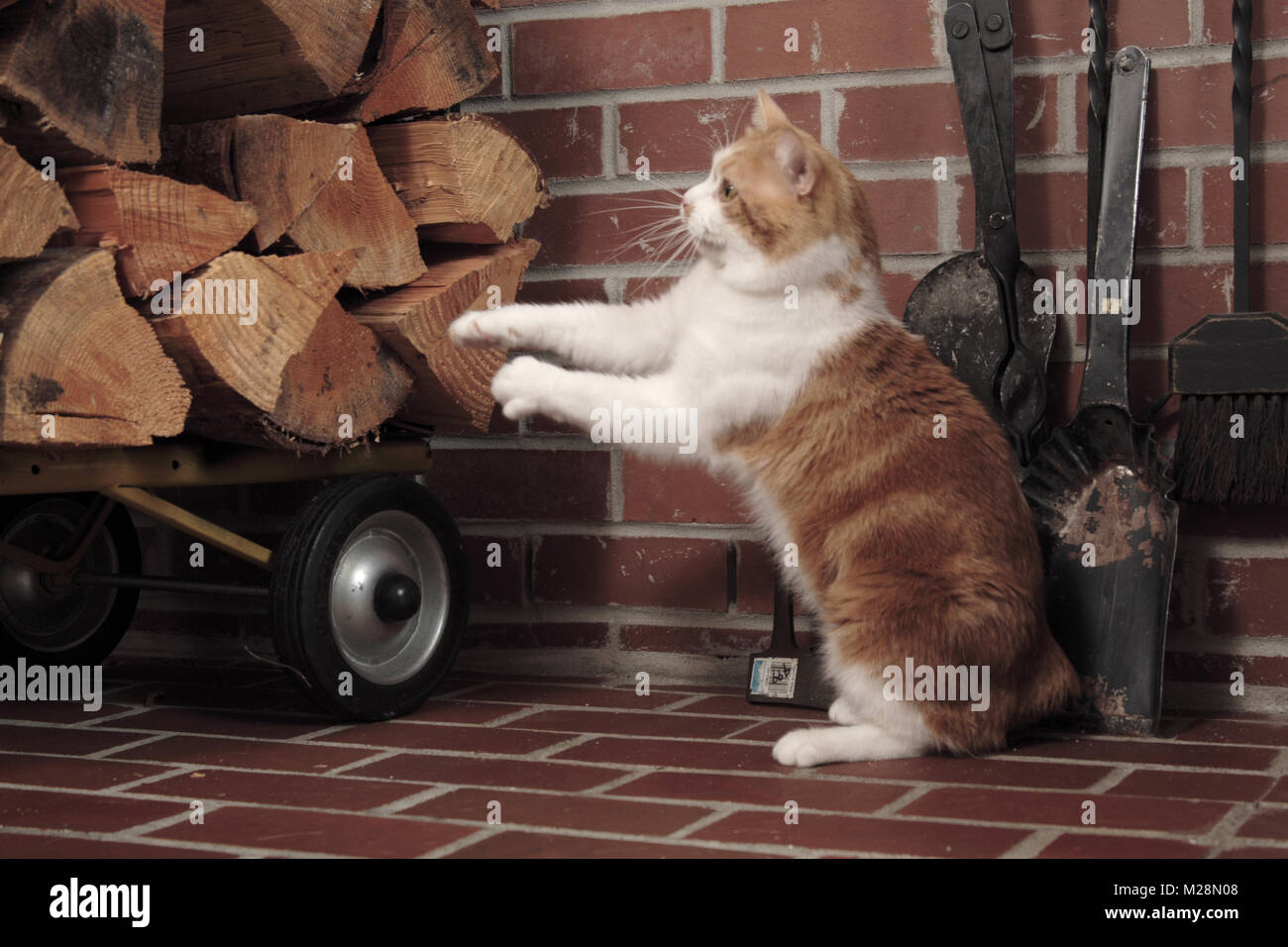 tabby and white Manx cat Stock Photo - Alamy