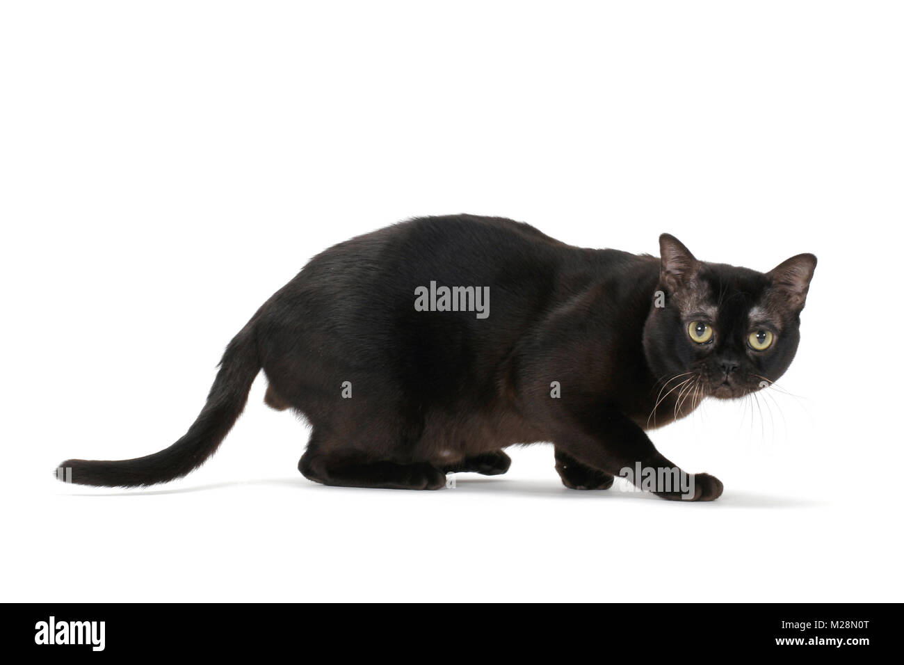 sable Burmese cat crouching Stock Photo - Alamy