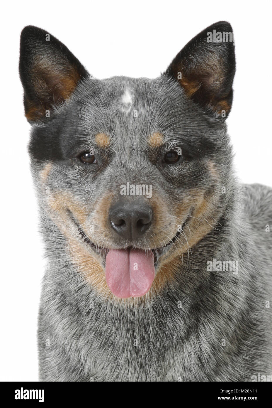 blue black tan Australian Cattle Dog, looking at camera Stock Photo - Alamy