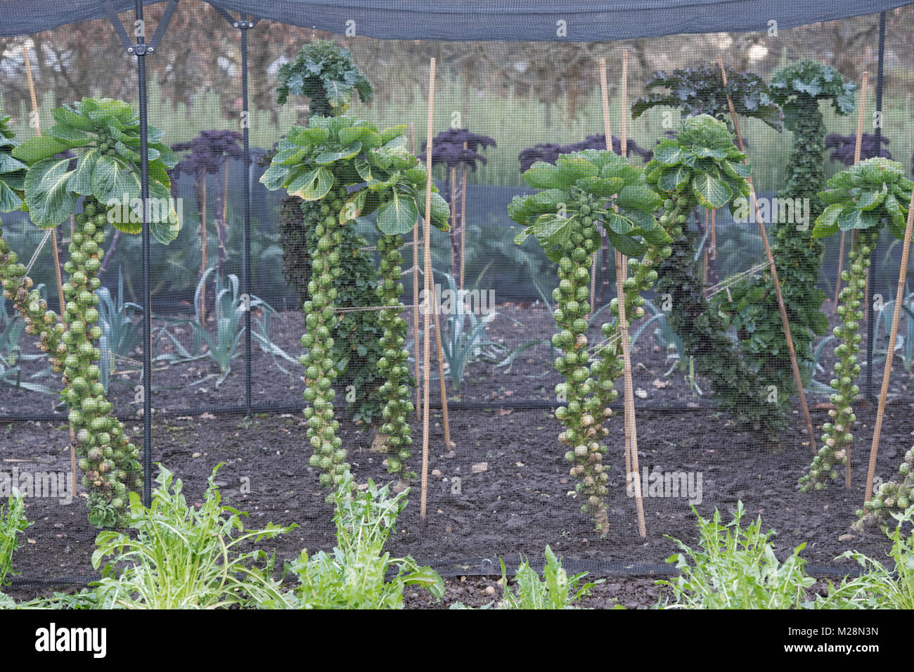 Brassica oleracea. Brussel sprout 'Agincourt' plants under netting in ...