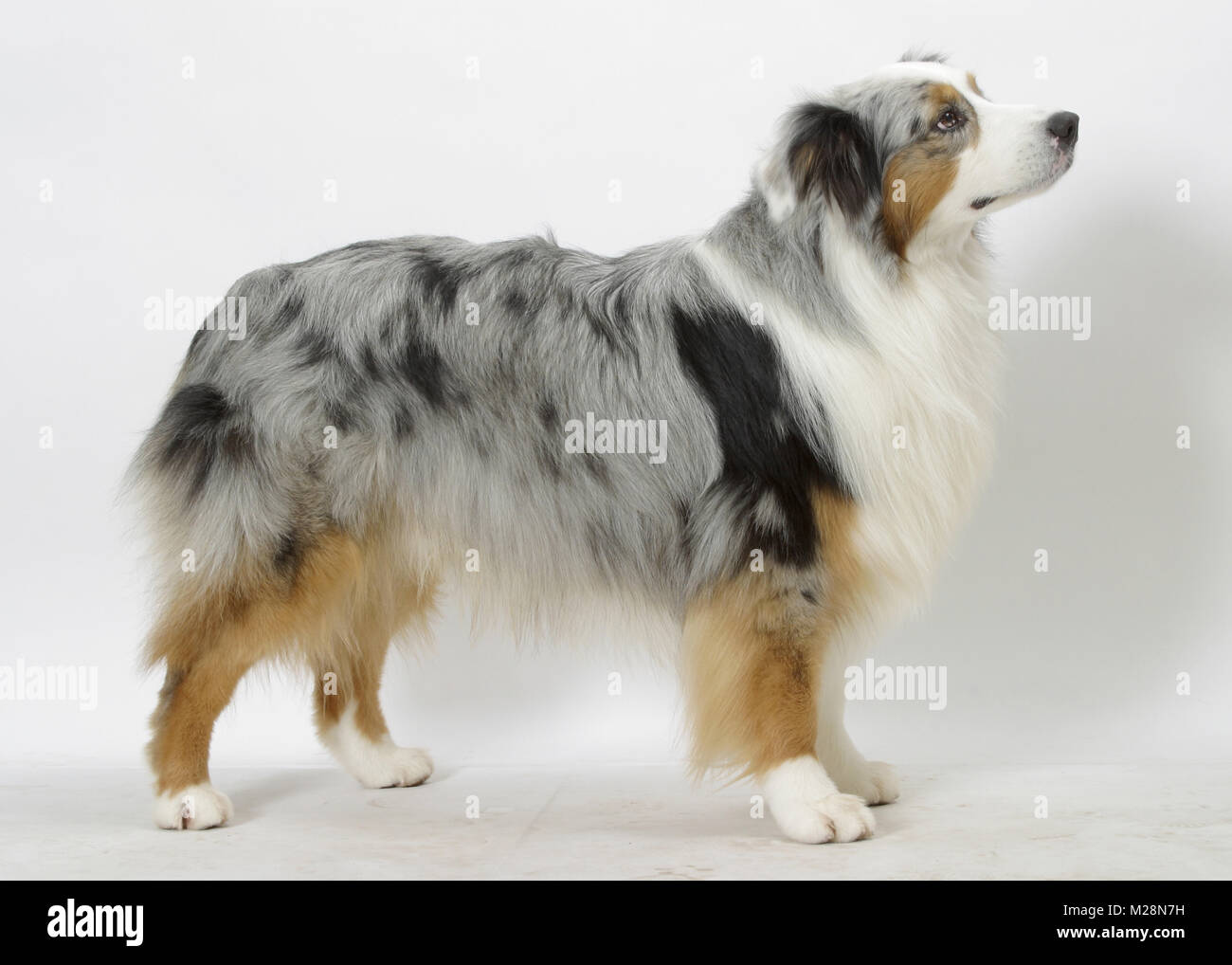 Australian Grand Champion Stock Photo - Alamy