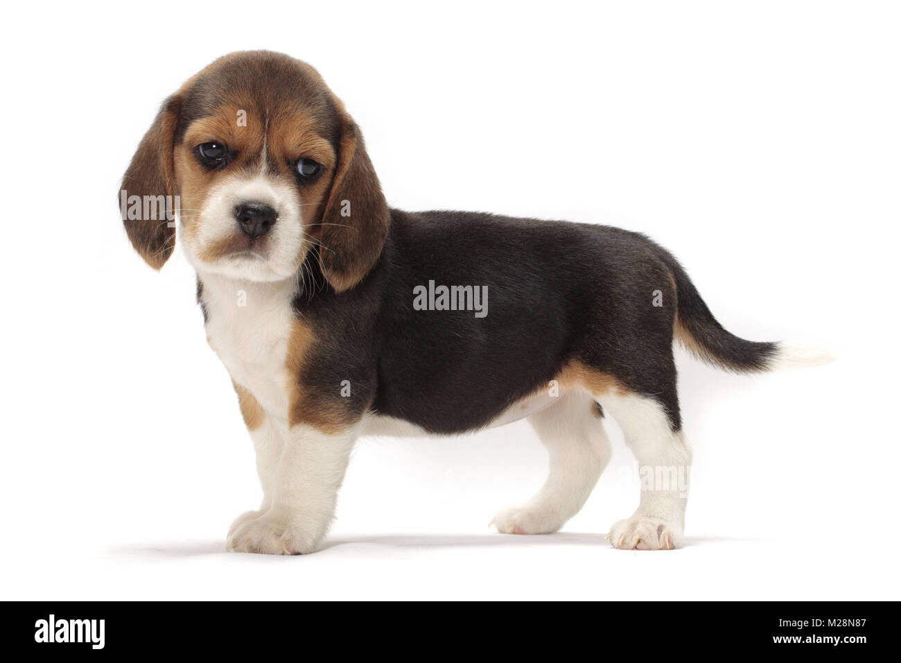 Beagle puppy side view on white background Stock Photo - Alamy