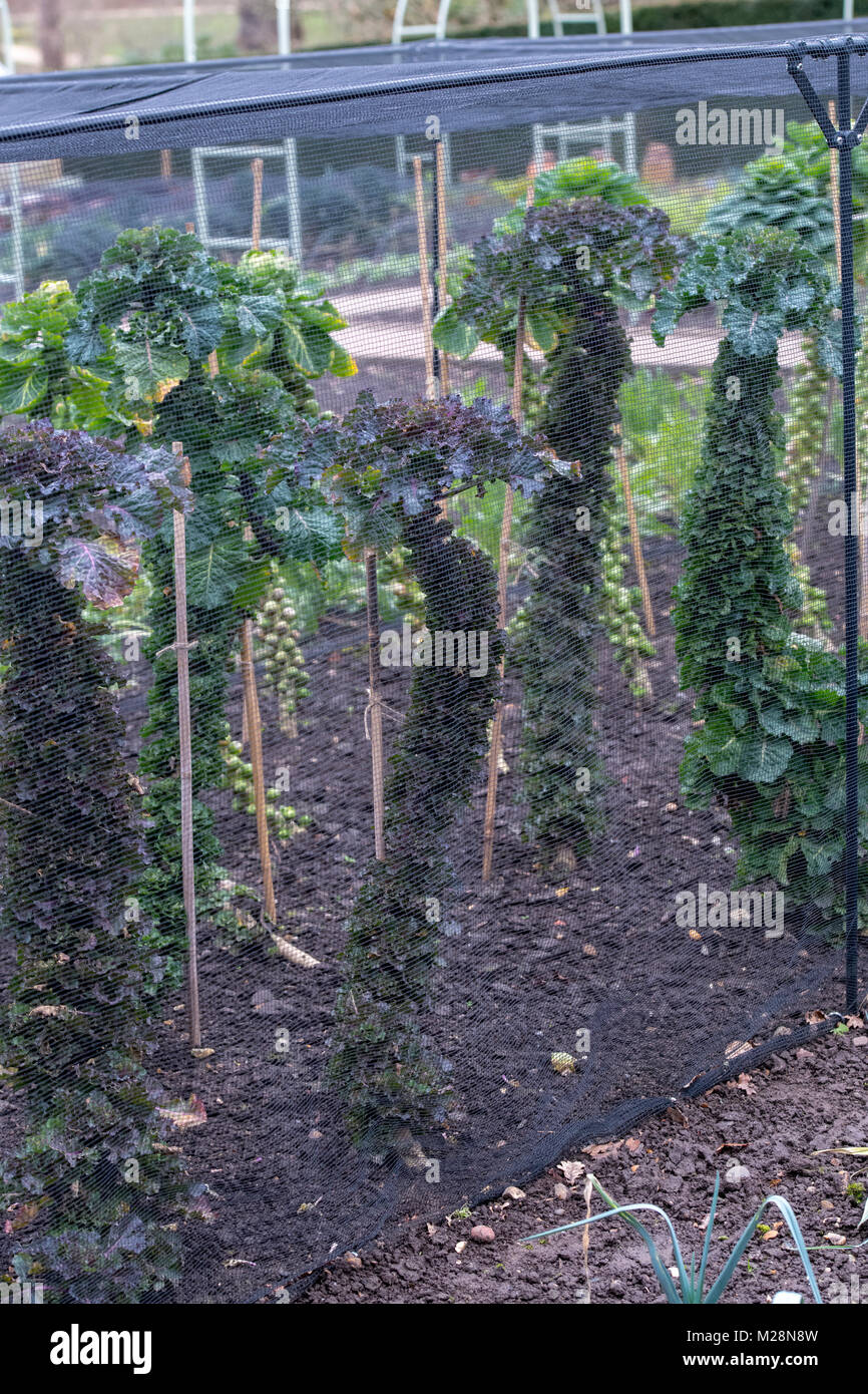 Kalettes plants hi-res stock photography and images - Alamy