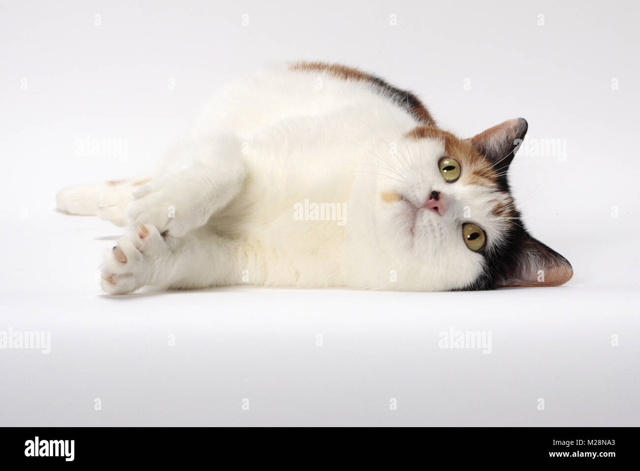 Tortoiseshell and White Manx cat, lying down on white background Stock ...