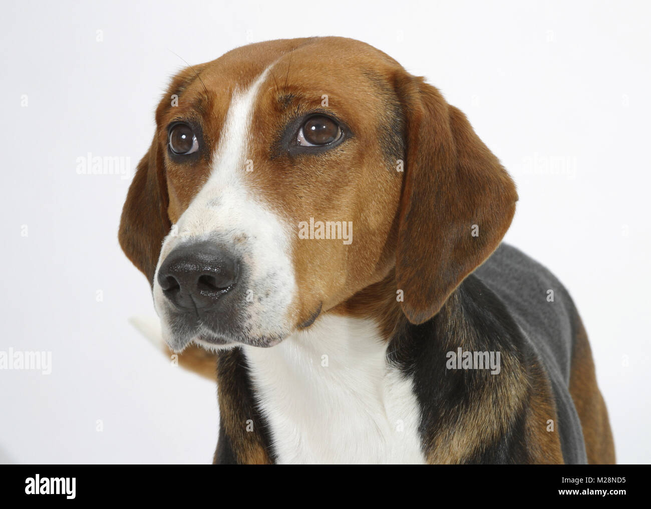 Australian Champion Hamiltonstovare portrait on white background Stock ...