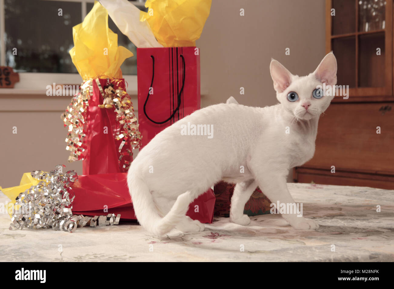 white Devon Rex Stock Photo - Alamy