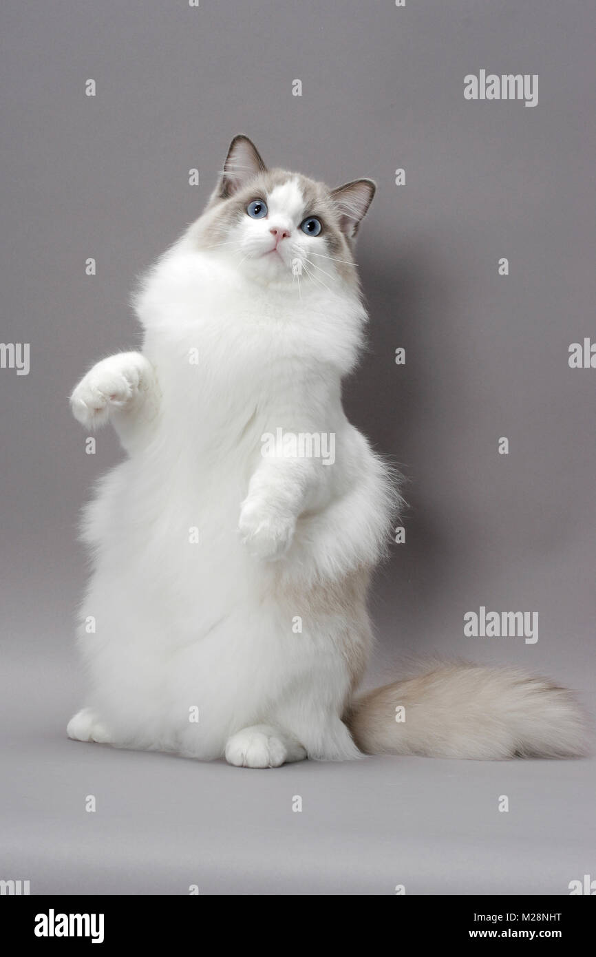 blue point bi-colour Ragdoll cat, standing on hind legs Stock Photo - Alamy