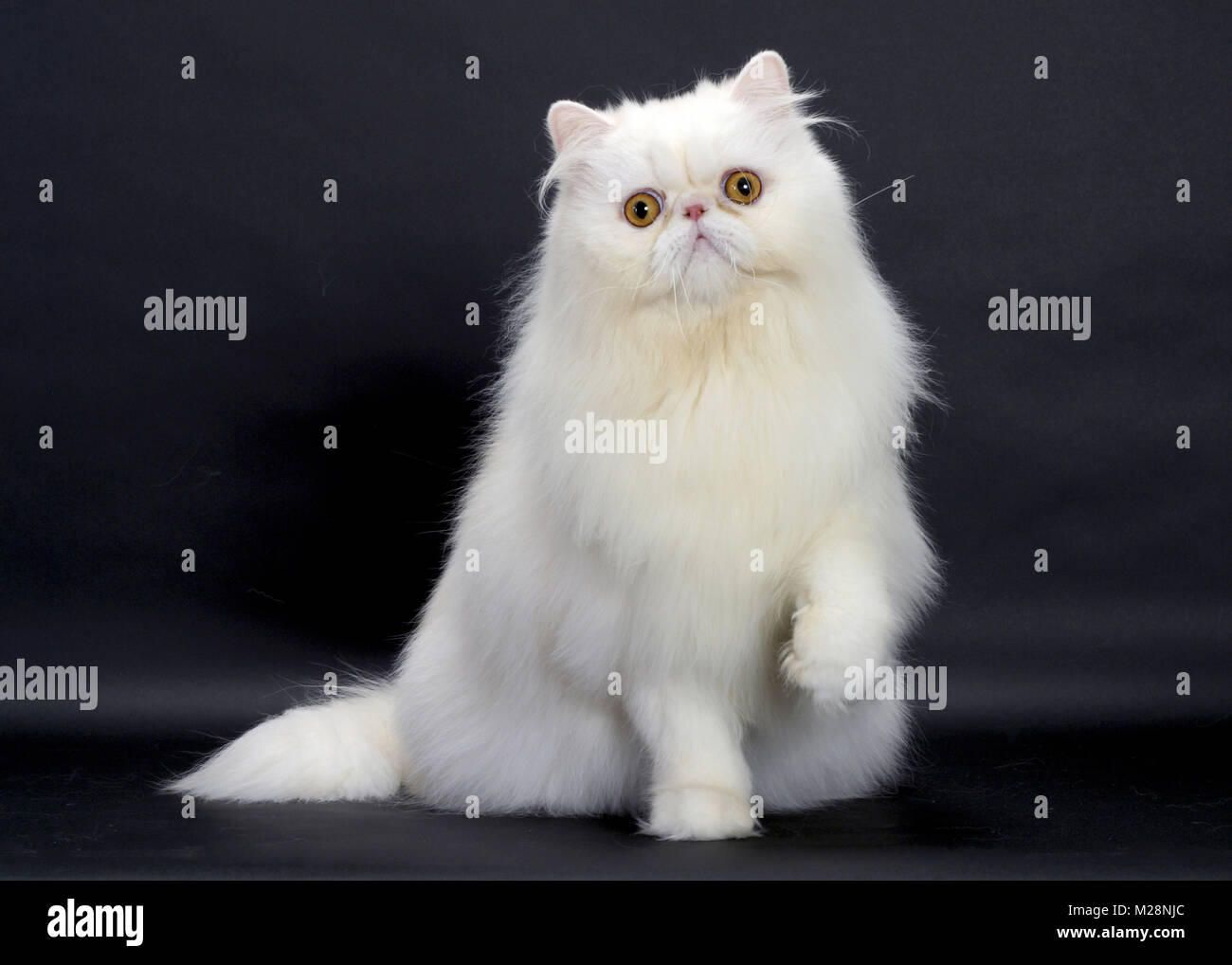 Silver Chinchilla Persian Kittens