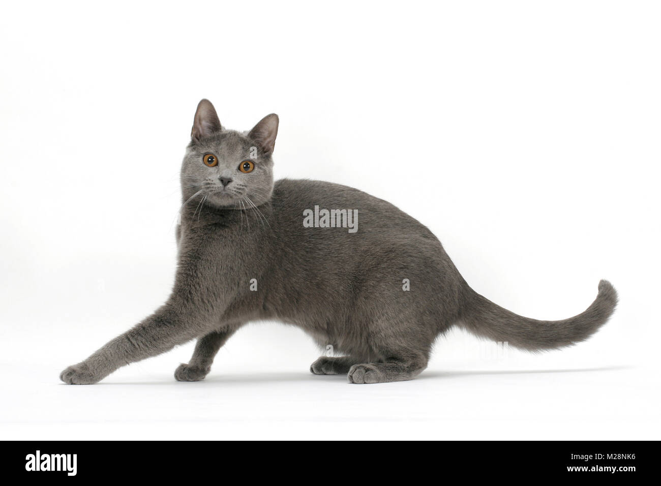 female Chartreux cat, stretching Stock Photo - Alamy
