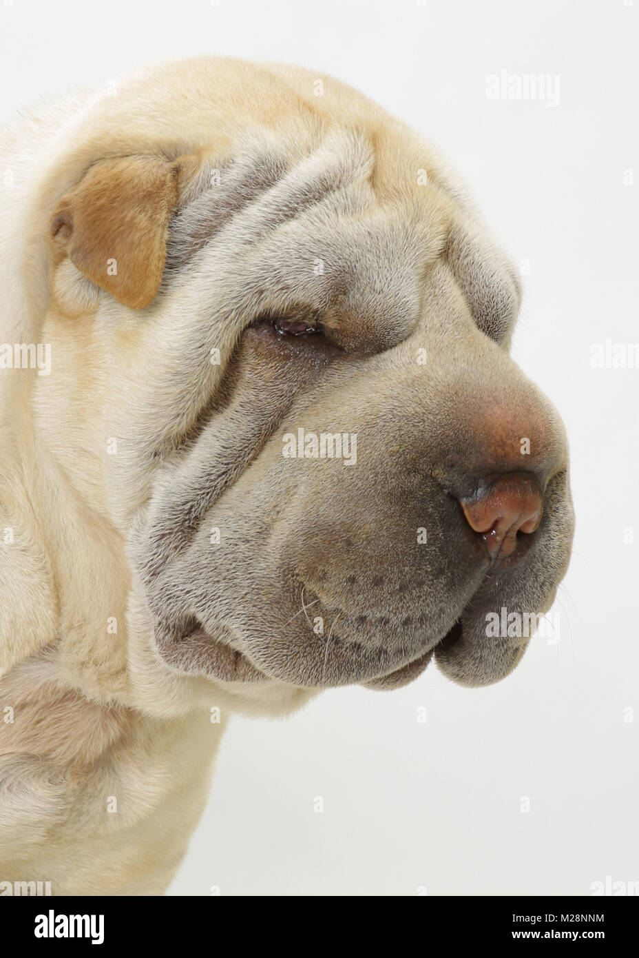 cream Sharp Pei headshot on white background Stock Photo - Alamy