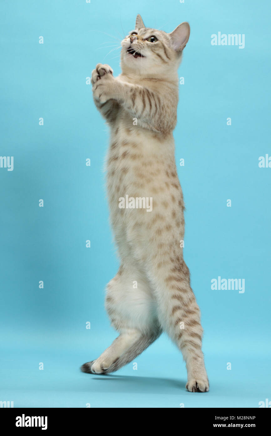 Seal (Natural) Mink Spotted Tabby Munchkin standing up Stock Photo - Alamy