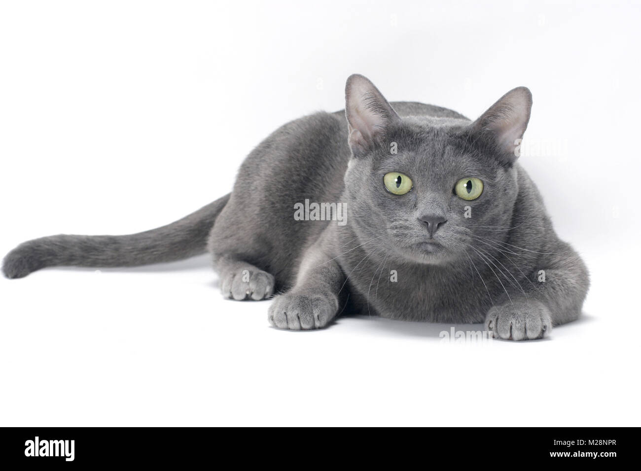 blue Korat cat lying on white background, looking at camera Stock Photo ...