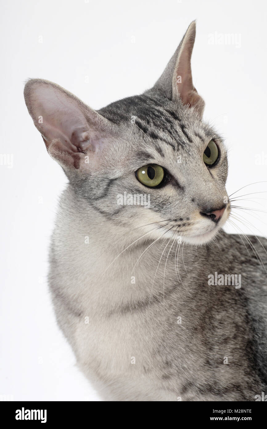 Oriental Shorthair Tabby High Resolution Stock Photography and Images ...